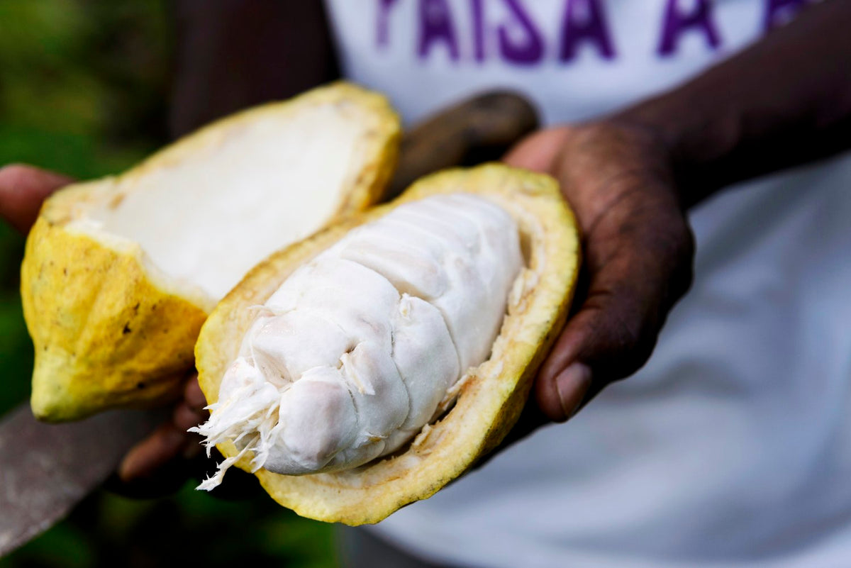 The Inspiring Fortitude of Tumaqueño Cacao