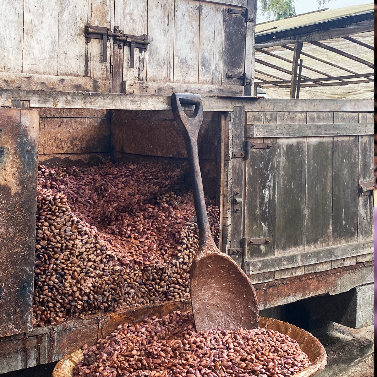 Cacao Production
