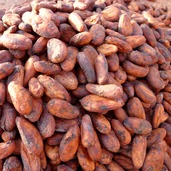 Cacao Evaluation