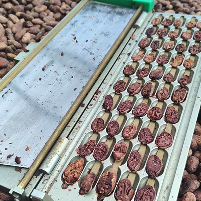 Cacao Evaluation