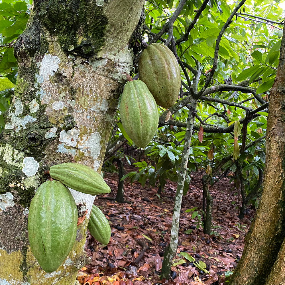 Cacao Evaluation
