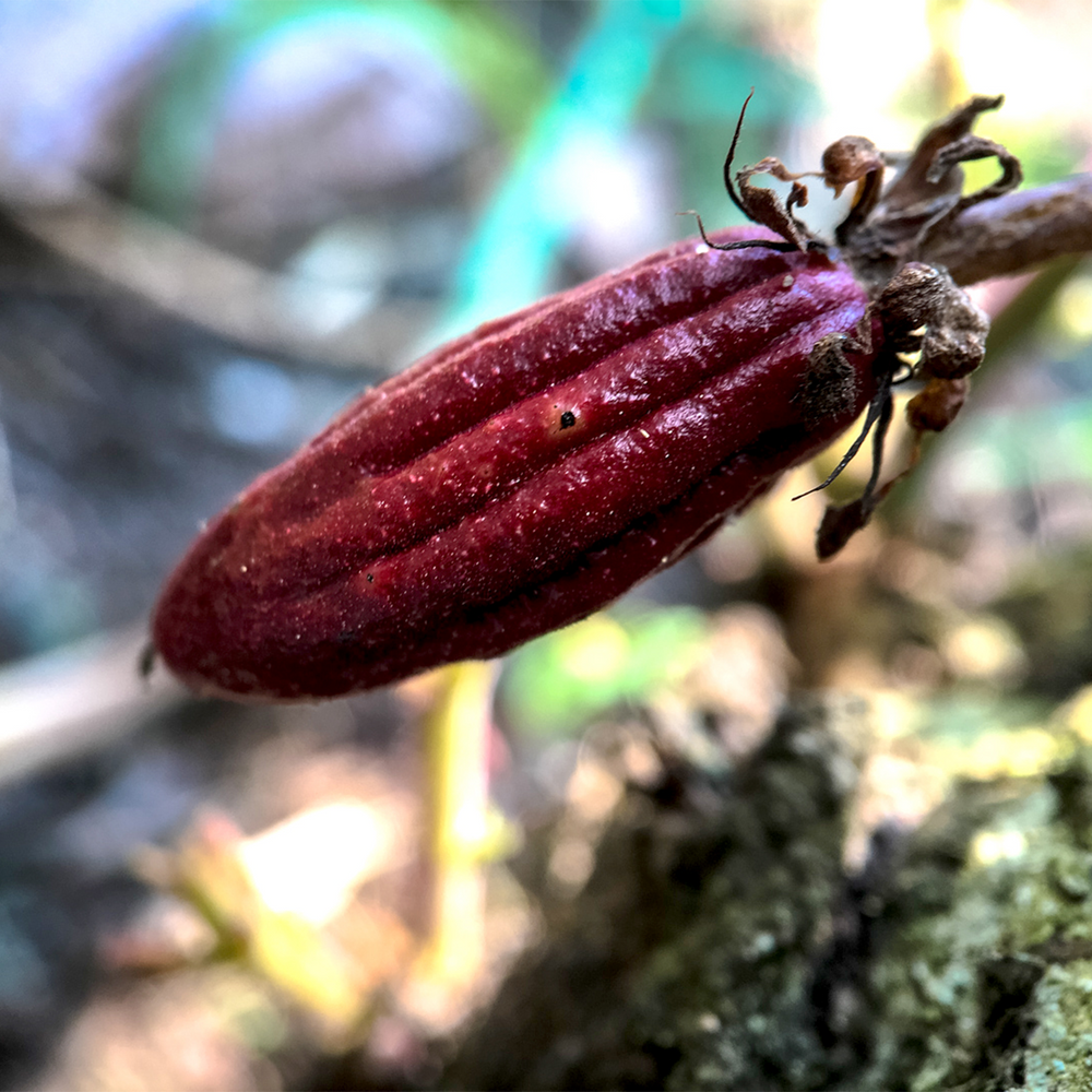 Cacao Production