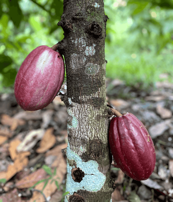 Maya Mountain Cacao